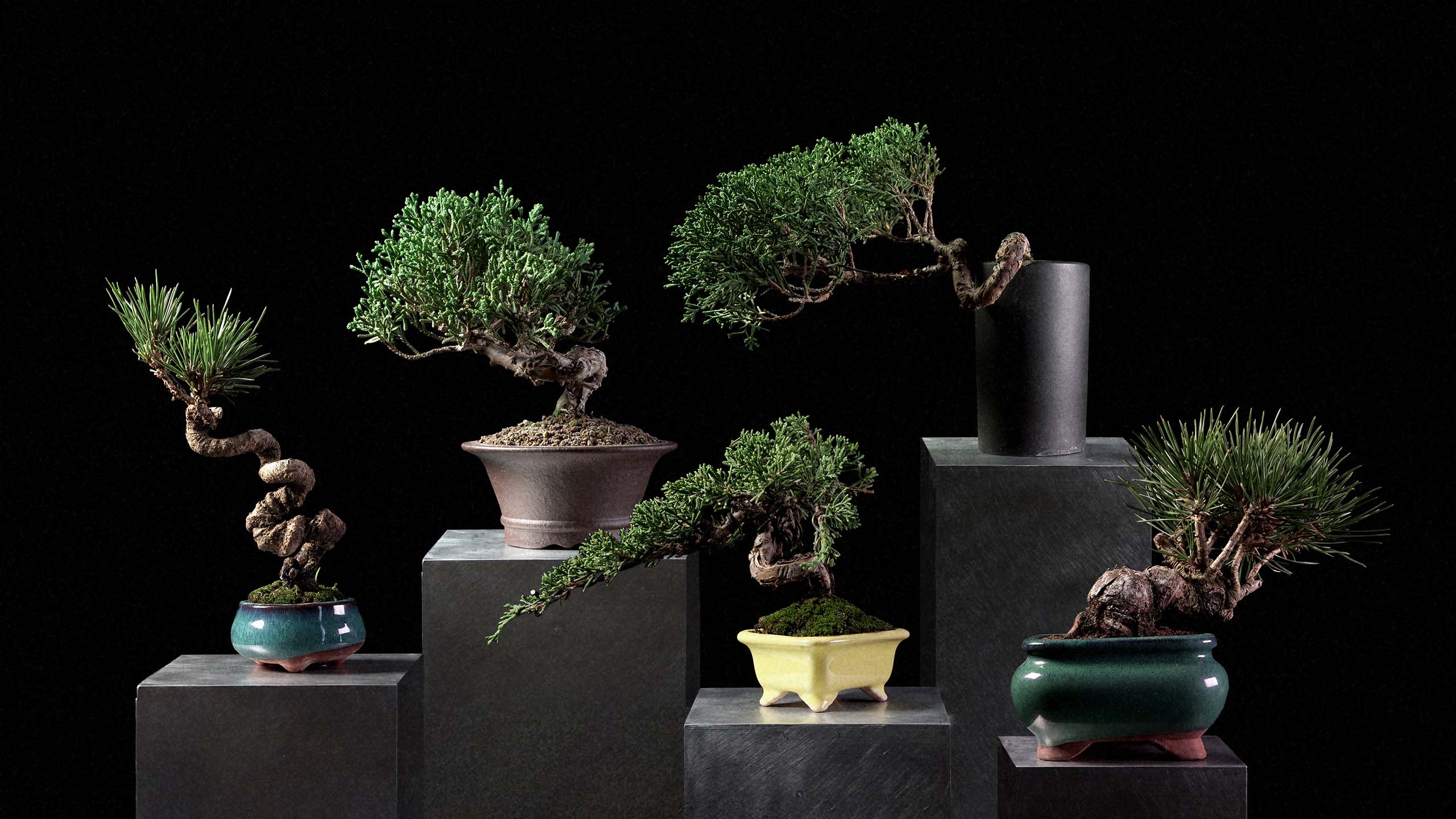 Bonso – A select Bonsai shop in Hong Kong
